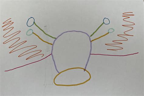 Female Cadaver Diagram Quizlet