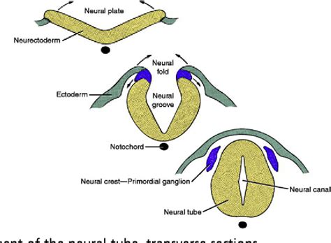 Figure From Embryonic Development Of The Central Nervous System