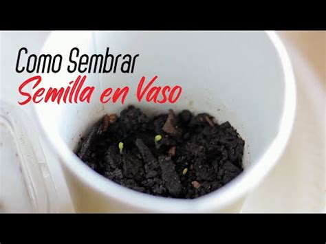 Cómo sembrar plantas en recipientes de plástico Sembrar plantas