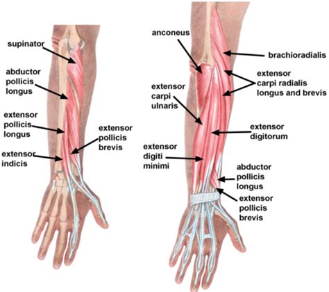 Posterior Upper Limb Muscles