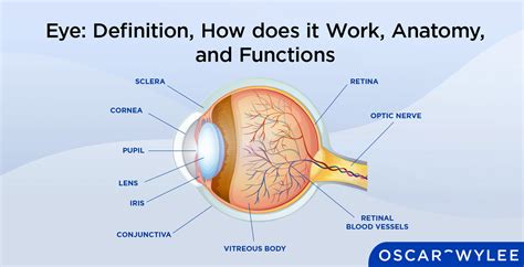 Eye Definition How Does It Work Anatomy And Functions