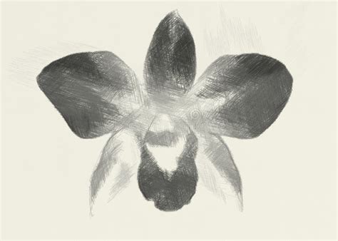 Drawing Black And White Of Orchid Flower Stock Illustration