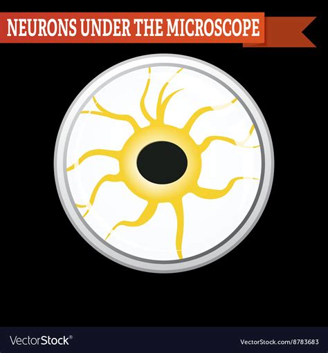 Anatomy Of A Typical Human Neuron Neuron Under Vector Image
