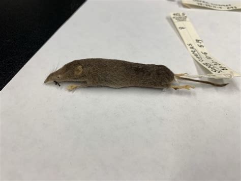 Flashcards Artiodactyla And Perissodactyla Carnivora Rodents Part