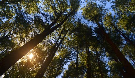 Banco de imagens panorama árvore natureza floresta ramo plantar