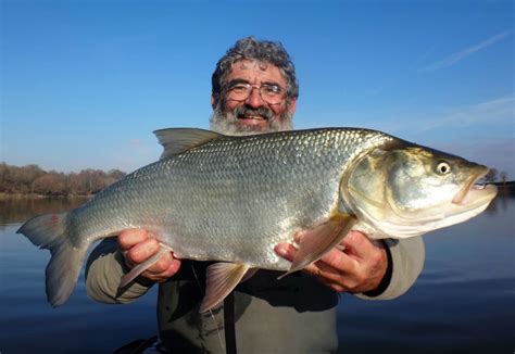 Pêcher l aspe en Loire une pêche technique riche en sensations