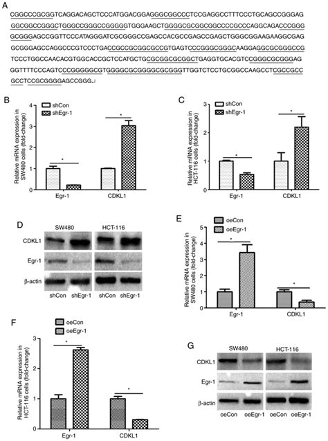 Egr1 Inhibits Colon Cancer Cell Proliferation Migration And Invasion