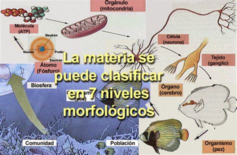 Biología Niveles de organización de la materia viva