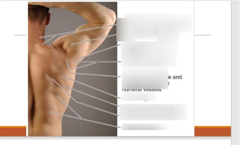 Surface Anatomy Posterior View Diagram Quizlet