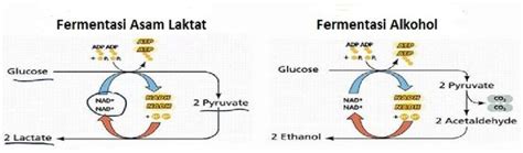 Pengertian Fermentasi PROSES JENIS FAKTOR PRINSIP Dll