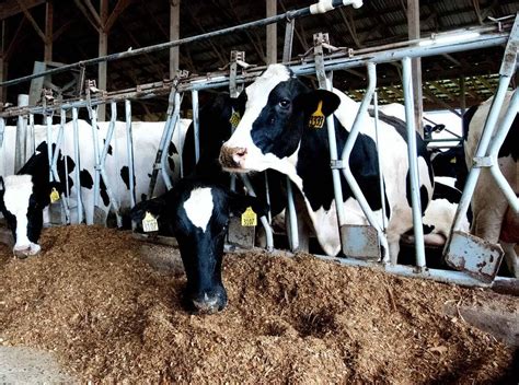 Ceny mleka spadają nawet poniżej 1 50 zł l Rolnicy rozważają wycofanie