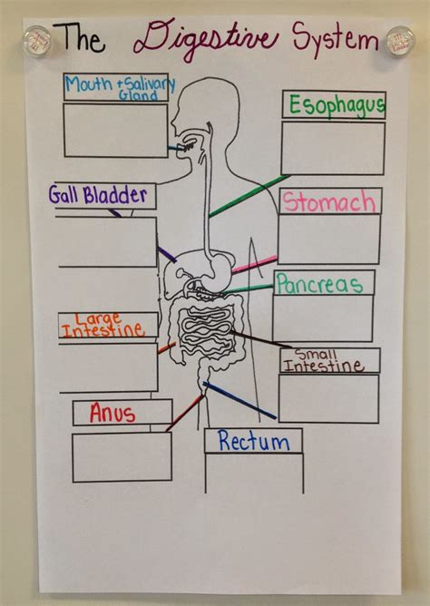 Human Digestive System Worksheets