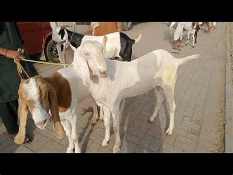 Wednesday Update Shahpur Kanjra Bakra Mandi Rush Kafi Ha Aj