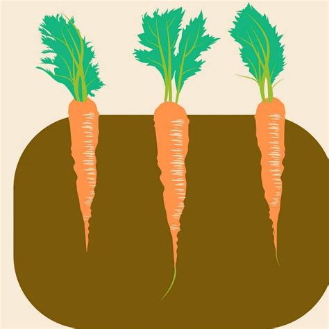 Guía completa para sembrar zanahorias consejos paso a paso y cuidados