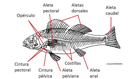 Peces Biologia B