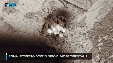 Roma Scoperto Doppio Nido Di Vespe Orientalis YouTube