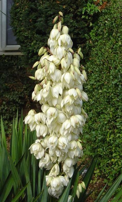 Yucca Flower State Flowers Of New Mexico