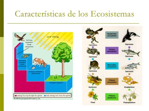 Caracter Sticas Del Ecosistema
