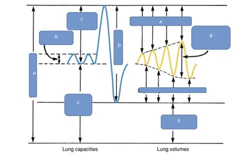 Lung Volumes And Capacities Diagram Quizlet