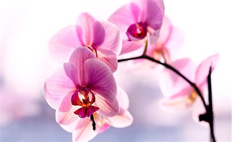 Cuidados de la orquídea Phalaenopsis consejos para mantener tu planta