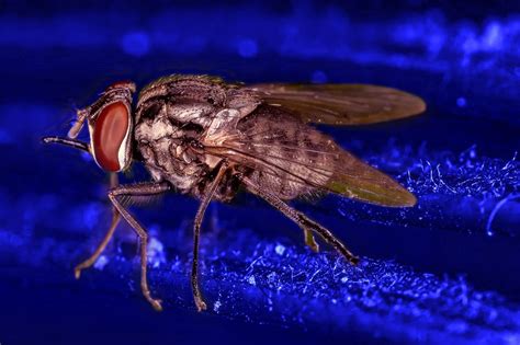 Pesquisa confirma que as moscas picadoras como a mosca do estábulo