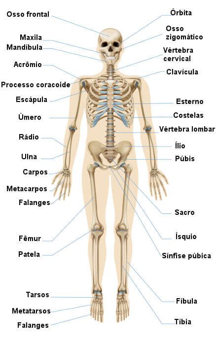 O Corpo Humano Formado Por Ossos E Divididos Em Esqueletos