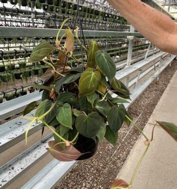 8 Philo Dragon Tail HB Tri State Foliage In House Availability