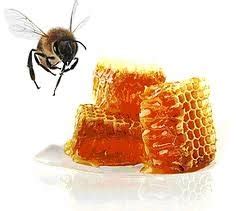 Comment les abeilles fabriquent elles un rayon à miel Fiche
