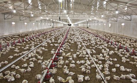 Dia Da Avicultura Alimentos Essenciais Para Os Consumidores