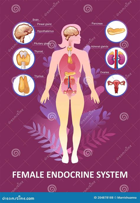 Affiche D organes Du Système Endocrinien Humain Illustration de Vecteur