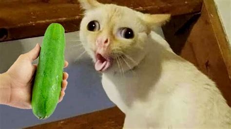 Essayer de ne pas RIRE VERSION Extreme 38 Vidéos Drôles de chien et