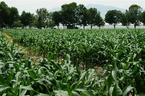 Salvaguardar diversidad genética de los cultivos de Mesoamérica