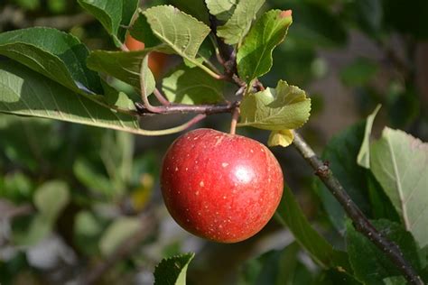 Manzana Fruta Árbol De Foto gratis en Pixabay Pixabay