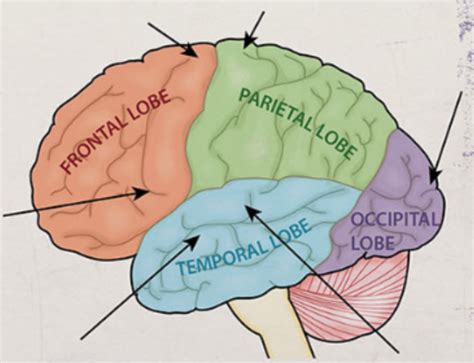 4 Biopsychology The Brain Unf Diagram Quizlet