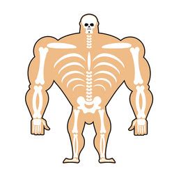 Human Structure Skeleton Men Construction Vector Image