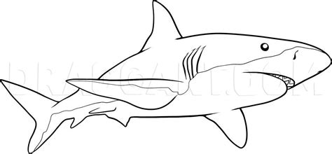 How To Draw A Shark Step By Step Drawing Guide By Dawn DragoArt