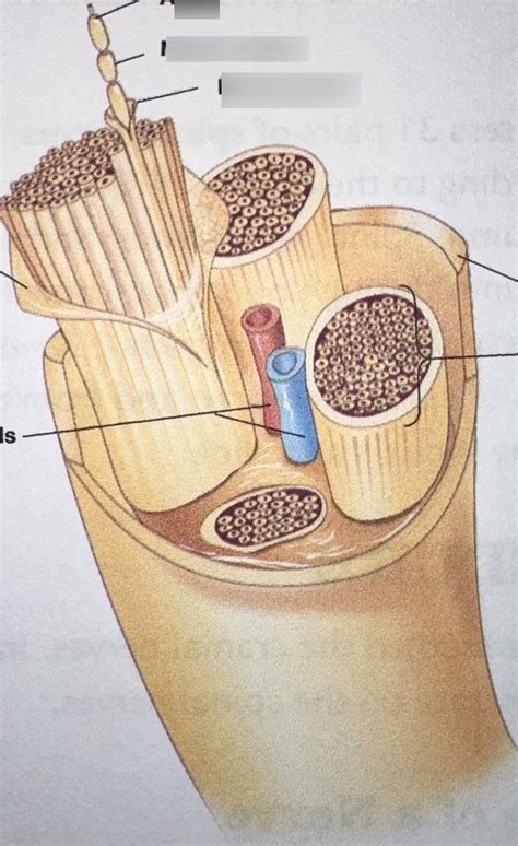 Nerve Diagram Quizlet