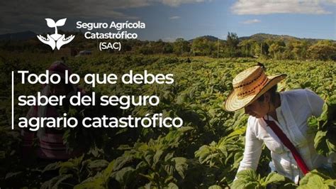 Todo lo que debes saber del Seguro Agrario Catastrófico SAC