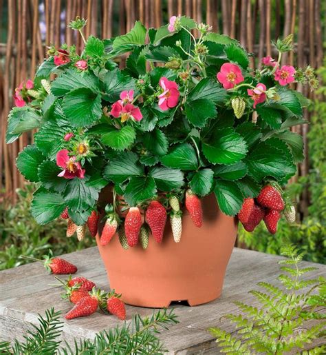 Top 9 Fruits You Can Grow In Pots DIY Morning