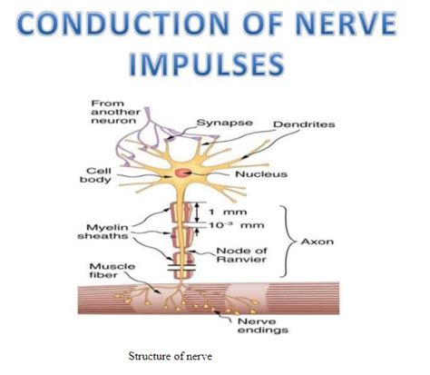 What Are Conduction Of Nerve Impulse Definition Types And Importance