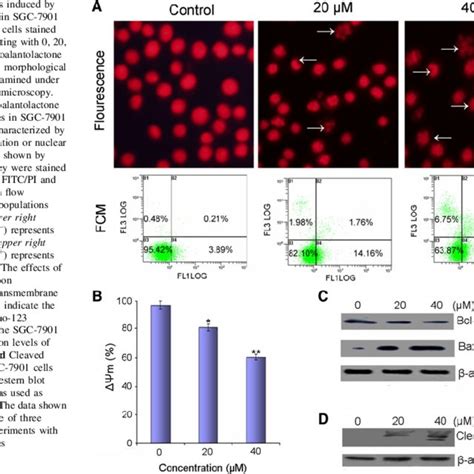 Apoptosis Induced By Isoalantolactone In SGC 7901 Cells SGC 7901 Cells