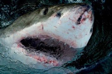 En Brasil viven los tiburones más letales del mundo