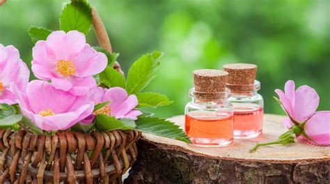 Aceite De Rosa Mosqueta Conoce Todos Los Beneficios Para Tu Piel