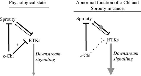 The Three Way Bidirectional Interactions Among Rtks C Cbl And Sprouty