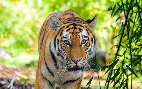 Siberian Tiger Hd