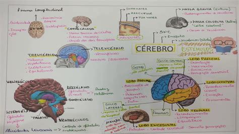 Top Imagen Mapa Mental Del Cerebro Humano Viaterra Mx