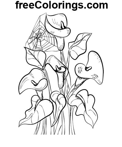 Elegant Calla Lilies Free Printable Coloring Pages