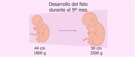 Desarrollo Del Feto En El Noveno Mes De Embarazo