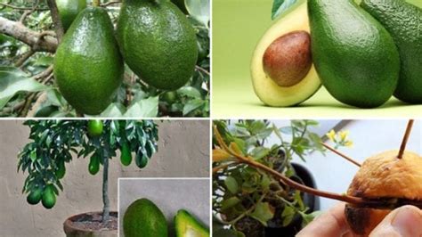 Como Plantar Abacate Em Casa Como Fazer Em Casa