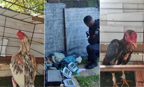 Polícia fecha rinha de galos em Cambuci RJ ONG Olhar Animal